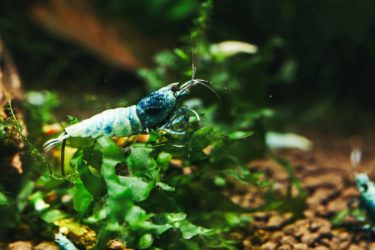 Aquarium Moss 101 - 10 Different Mosses + Keeping it in Tank