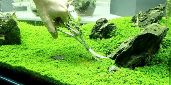 Understanding Iwagumi Aquascaping Style - The Aquarium Guide