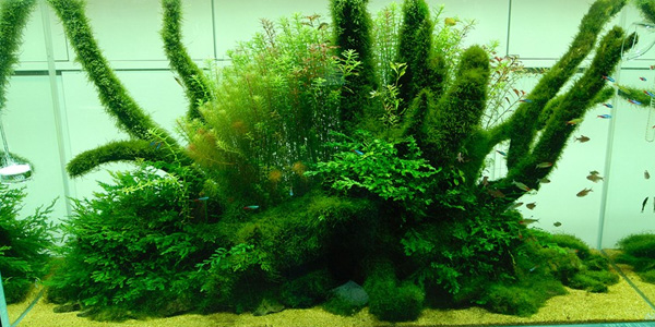 Understanding Nature Aquascaping Style - The Aquarium Guide