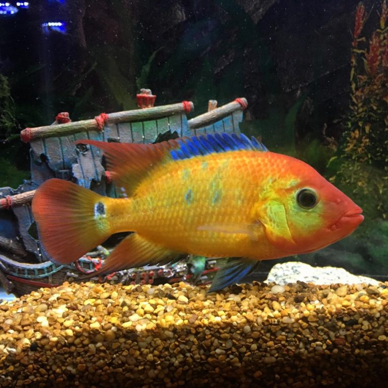 25+ Most Colorful Freshwater Fish - The Aquarium Guide