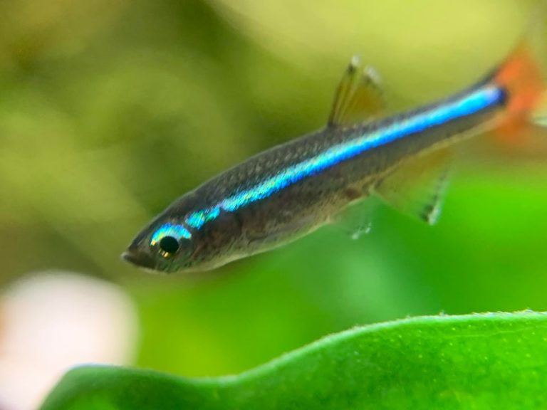 25+ Most Colorful Freshwater Fish - The Aquarium Guide