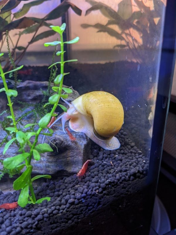 Freshwater Aquarium Snails: Complete Guide to Care, Breeding, Tank Size ...