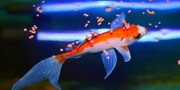 Fish Feeding Schedule - Goldfish, Guppies, Betta, Koi, etc..