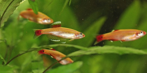 White Cloud Mountain Minnow: Care Guide, Breeding, Disease