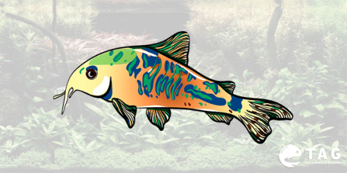 Types of Corydoras: Complete List and Specifications