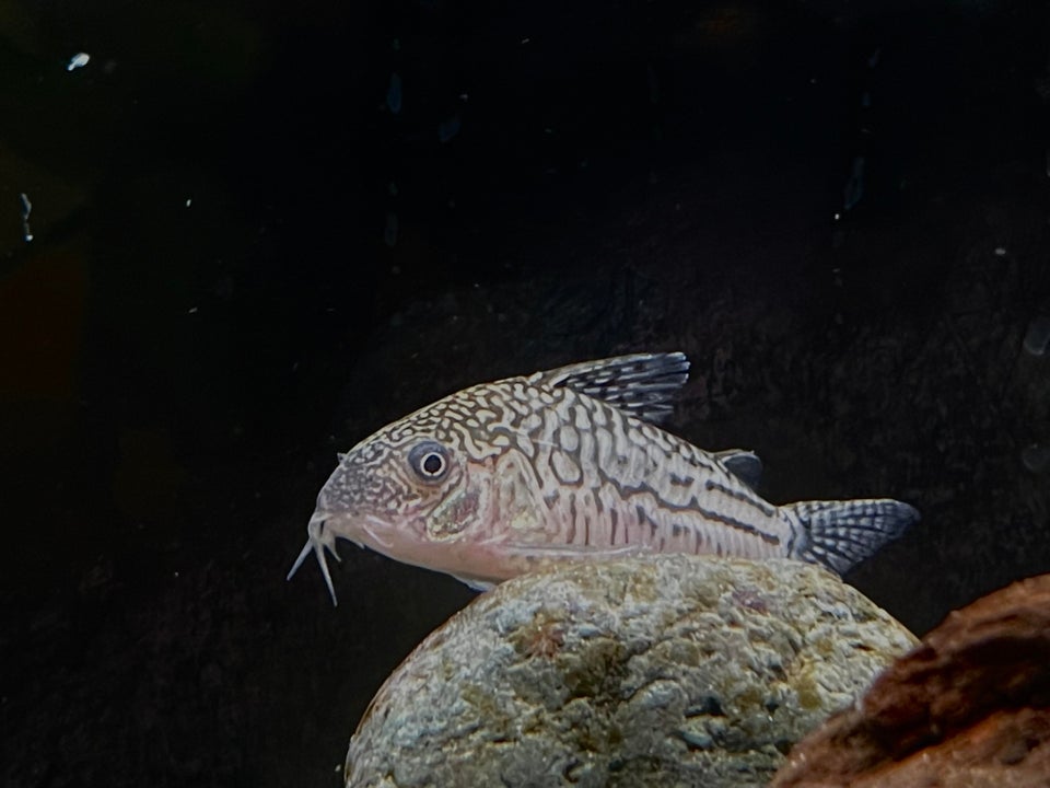 Types of Corydoras: Complete List and Specifications
