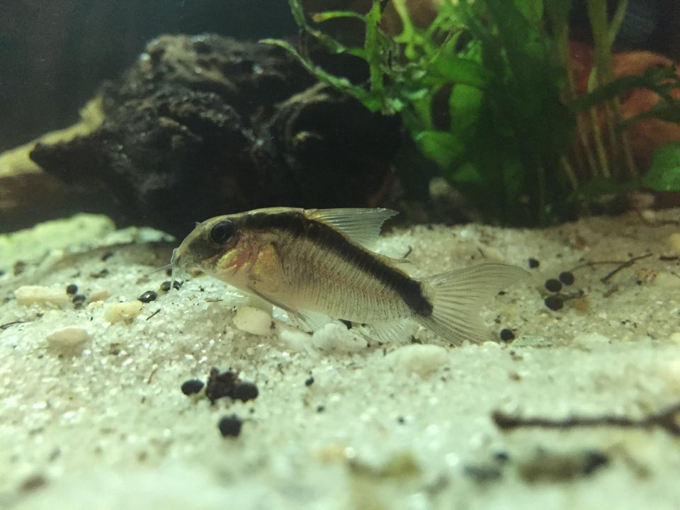 Types of Corydoras: Complete List and Specifications