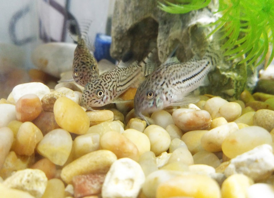 Types of Corydoras: Complete List and Specifications