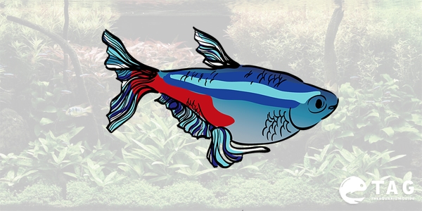 Types of Tetra Fish - The Aquarium Guide