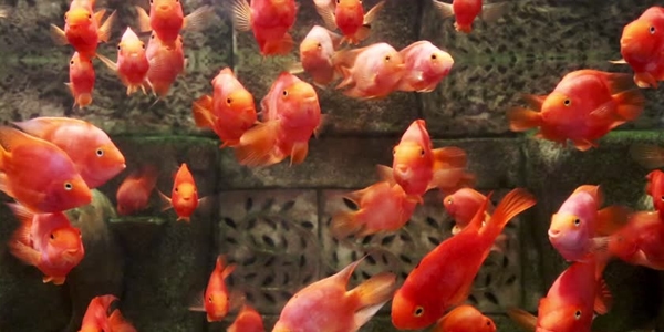 An Overcrowded Aquarium - The Aquarium Guide