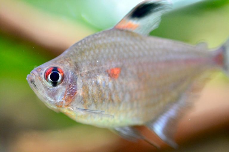 Bleeding Heart Tetra: Care Guide, Breeding, & Tank Size