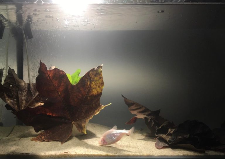 Blind Cave Tetra: Care Guide, Breeding, Tank Size & Disease