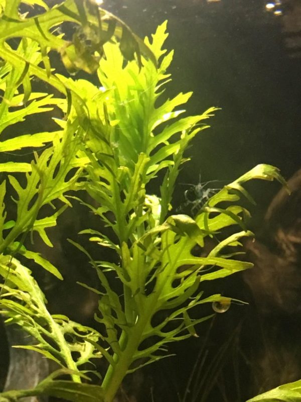 Water Wisteria: Complete Guide to Care, Breeding, Tank Size and Disease ...