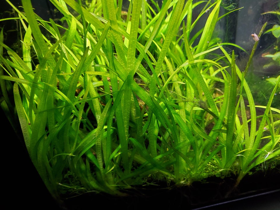 Dwarf Sagittaria Care Guide: Carpet, Floating, Propagation