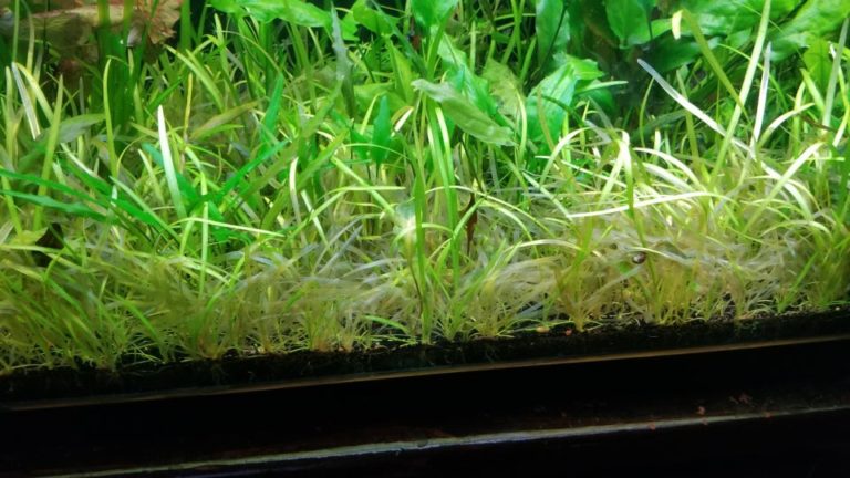 Dwarf Sagittaria Care Guide: Carpet, Floating, Propagation