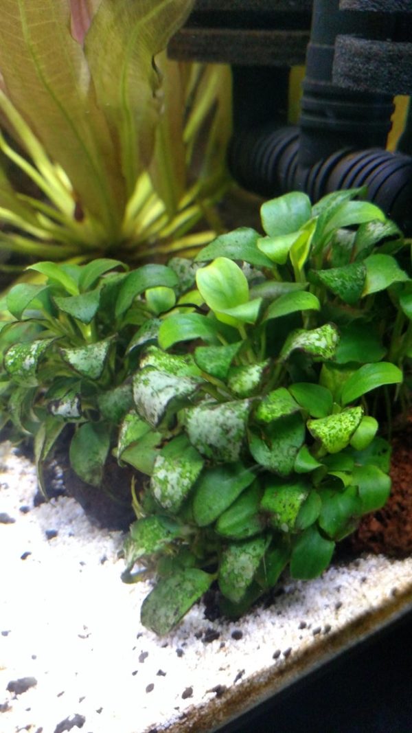 Anubias Nana: Care Guide, Reproduction, Tank Size & Disease