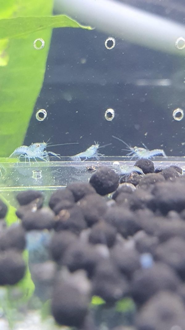 Dwarf Crayfish: Complete Guide To Care, Breeding, And Tank Size - The ...