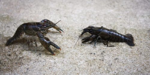 Dwarf Crayfish: Complete Guide To Care, Breeding, And Tank Size - The ...