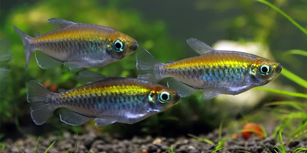 Breeding Livebearing Fish - The Aquarium Guide