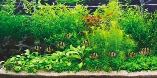Understanding Biotope Aquascaping Style - The Aquarium Guide