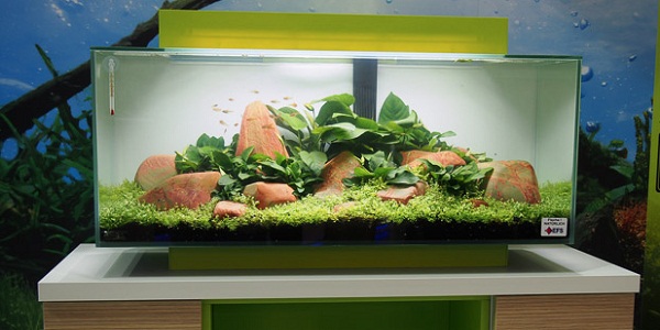 Fluval Aquariums - Complete Overview with Pros and Cons