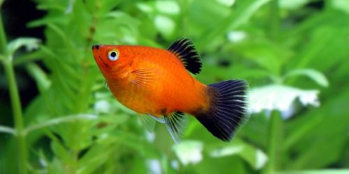 Platy - Complete Guide to Care, Breeding, Tank Size, and Disease - The ...