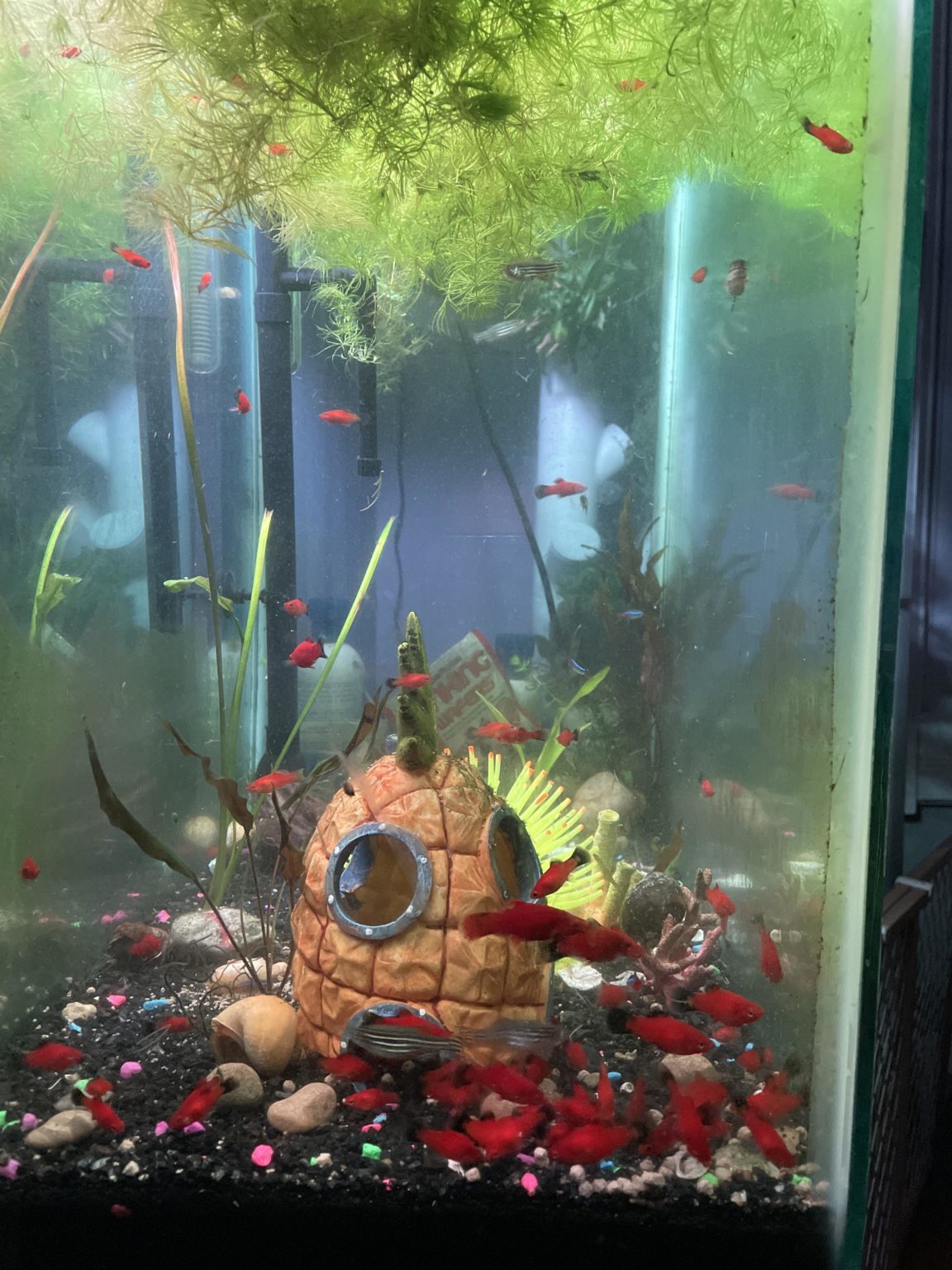 Platy - Complete Guide to Care, Breeding, Tank Size, and Disease - The ...