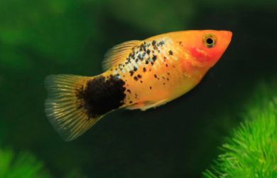 Platy - Complete Guide to Care, Breeding, Tank Size, and Disease - The ...
