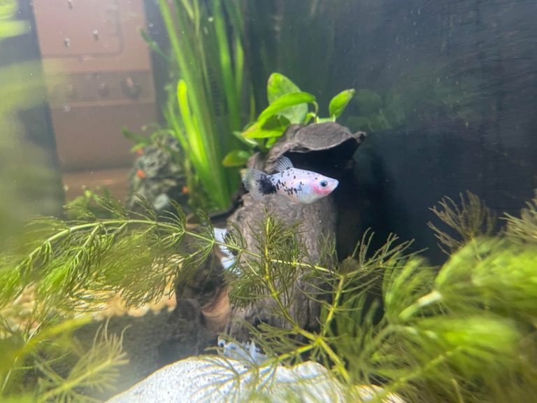 Platy - Complete Guide to Care, Breeding, Tank Size, and Disease - The ...