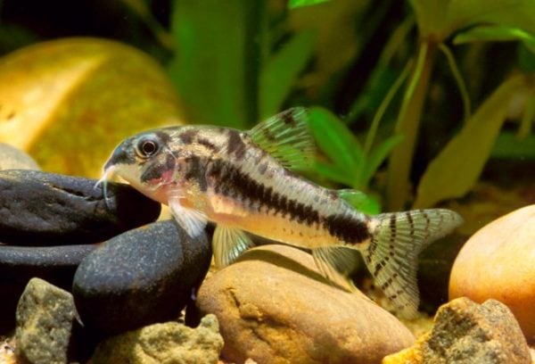 Pygmy Cory: Complete Guide to Care, Breeding, Tank Size and Disease ...