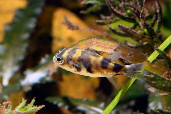 Amazon Puffer: Complete Guide to Care, Breeding, Tank Size and Disease ...