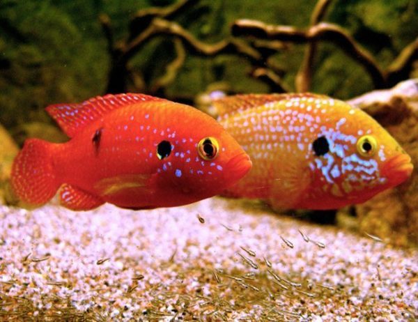 Jewel Cichlid: Full Care Guide, Breeding, Tank Size, and Disease