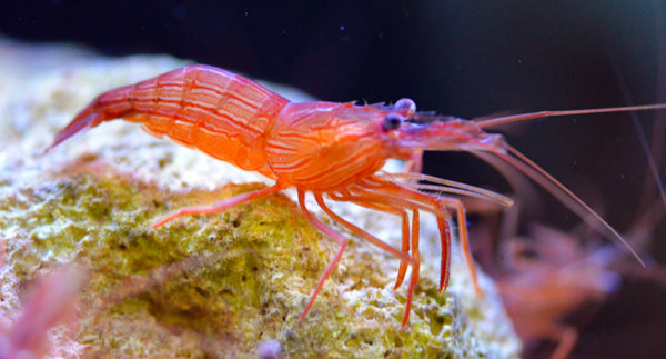 Peppermint Shrimp: Complete Guide to Care, Breeding, Tank Size and ...
