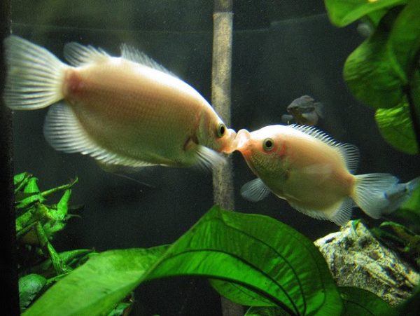 Kissing Gourami Care And Breeding Guide | The Aquarium Guide