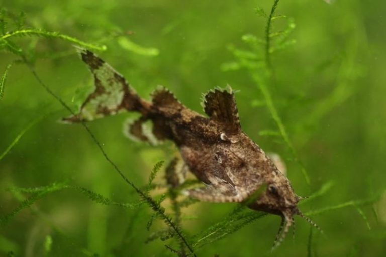 Nano Fish: The 5 Best for Small Aquariums - The Aquarium Guide