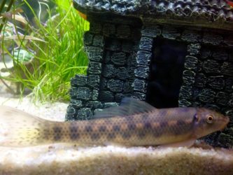 Chinese Algae Eater: Complete Guide to Care, Breeding, Tank Size and ...