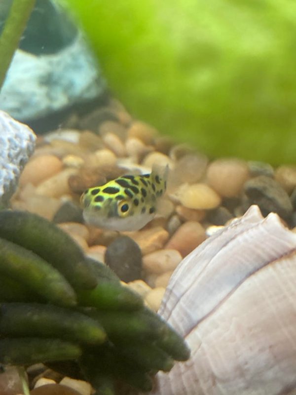 Green Spotted Puffer: Care, Breeding, Tank Size & Disease