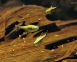 Gold Tetra: Natural Care Guide, Breeding, Tank Size & Diseases