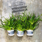 Jungle Val: Planting and Maintaining Guide - The Aquarium Guide