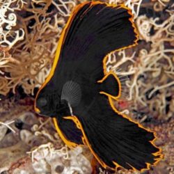 Pinnatus Batfish: Complete Guide to Care, Breeding, Tank Size and ...