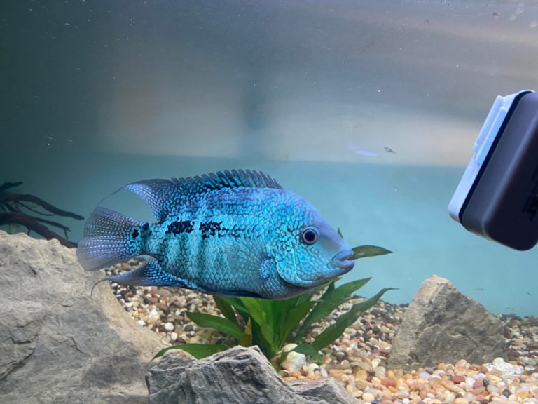 Texas Cichlid: Complete Guide to Care, Breeding, Tank Size and Disease ...