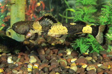 Bumblebee Catfish: Care Guide, Breeding, and Tank Size