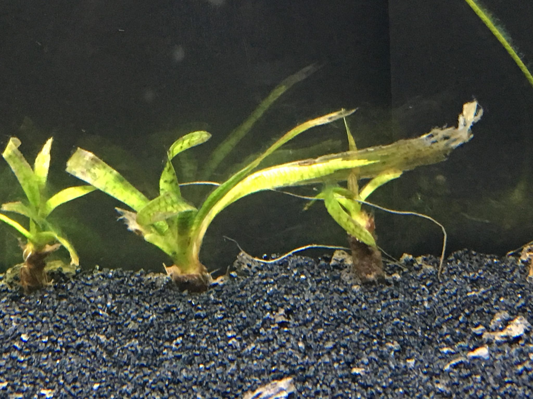 Jungle Val: Planting and Maintaining Guide - The Aquarium Guide