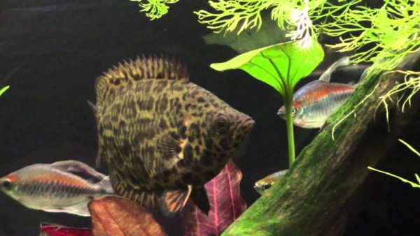 African Leaf Fish: Complete Guide to Care, Breeding, Tank Size and ...
