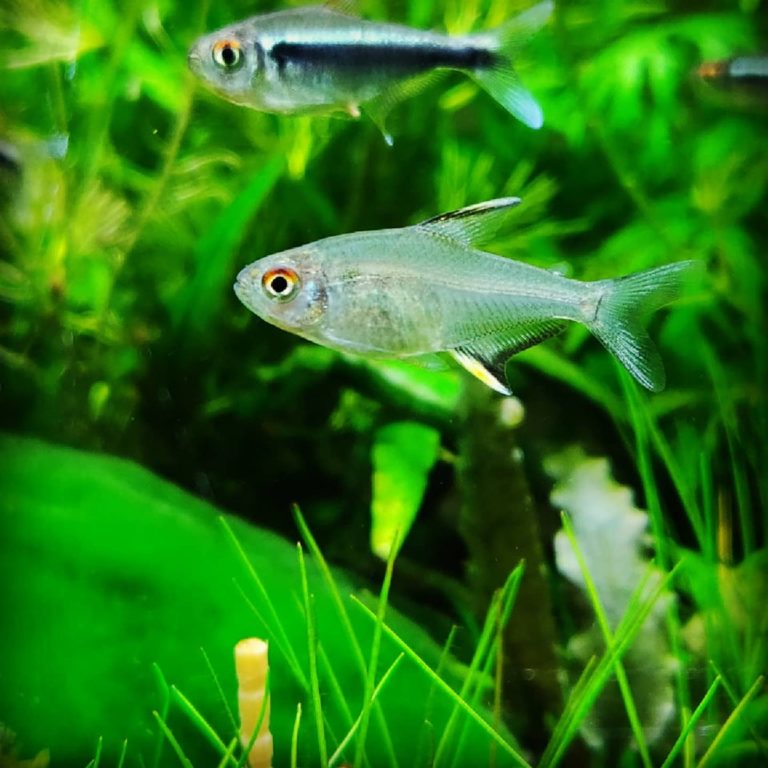 Lemon Tetra: Care Guide , Breeding, Tank Size and Disease
