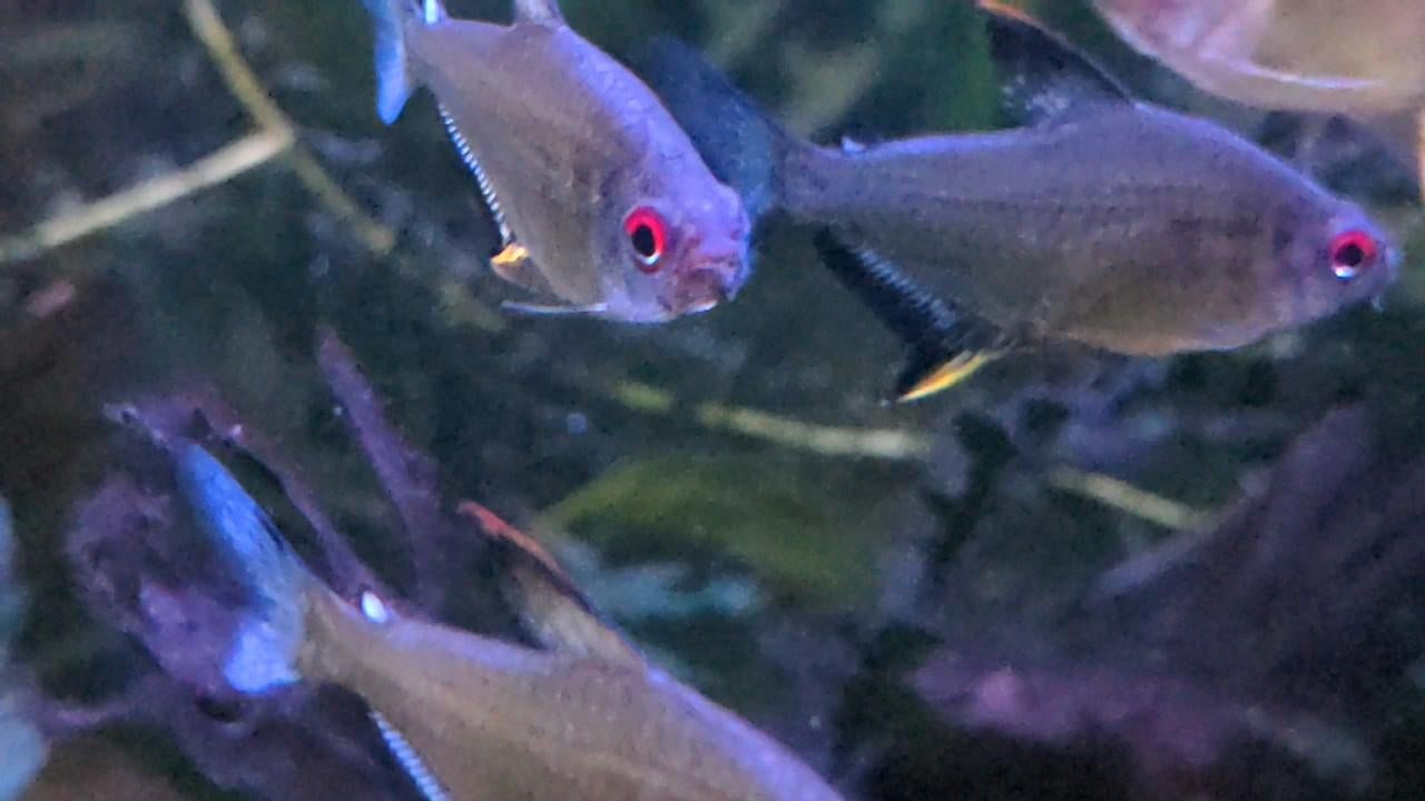 Lemon Tetra: Care Guide , Breeding, Tank Size and Disease