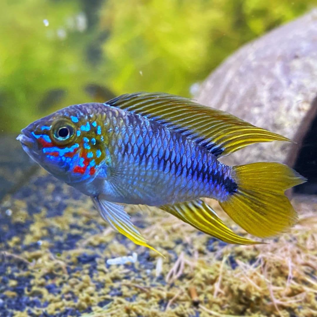 Apistogramma: Complete Care & Breeding Guide + Tank Mates