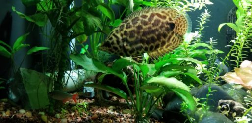 African Leaf Fish: Complete Guide to Care, Breeding, Tank Size and ...