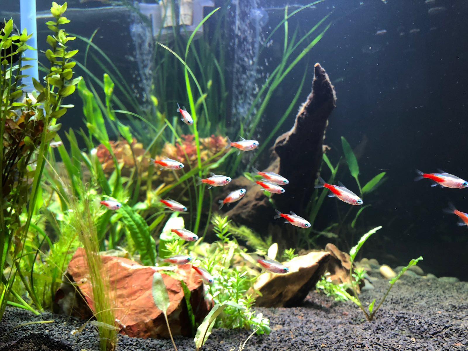 Neon Tetra: Care Guide, Breeding, Tank Size, and Disease