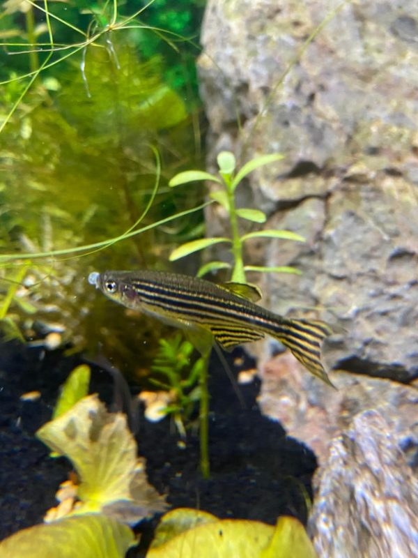Zebra Danio: Care Guide, Breeding, Tank Size, and Disease